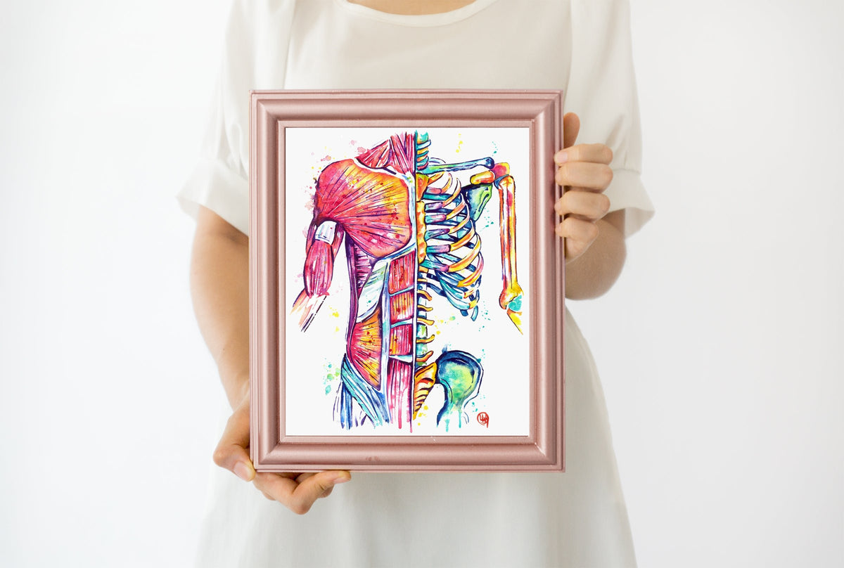Anatomical Painting - Muscular Anatomy Watercolor Painting Art Print ...